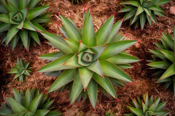 Sábila: Cultivo, Propiedades y Aplicaciones